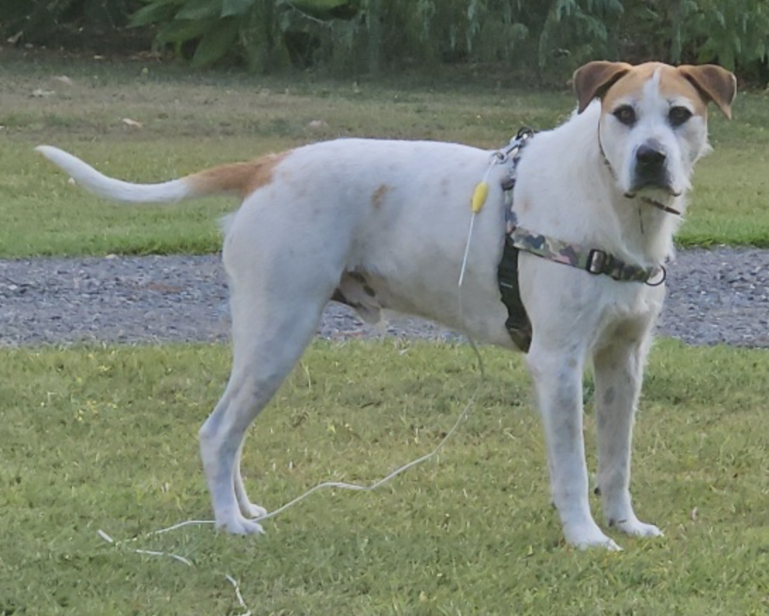 Sponsor an Animal: A New Way to Make a Difference – Into Loving Homes ...