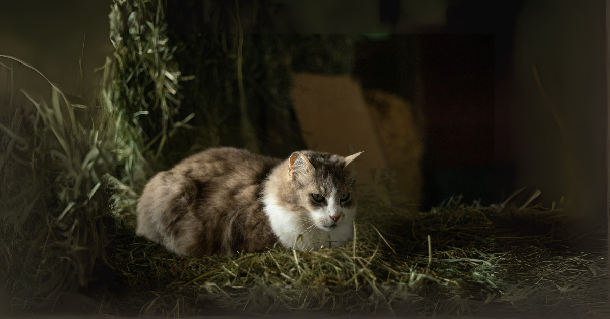 The Barn Cat Program: A Safe Alternative for Outdoor Cats – Into Loving ...